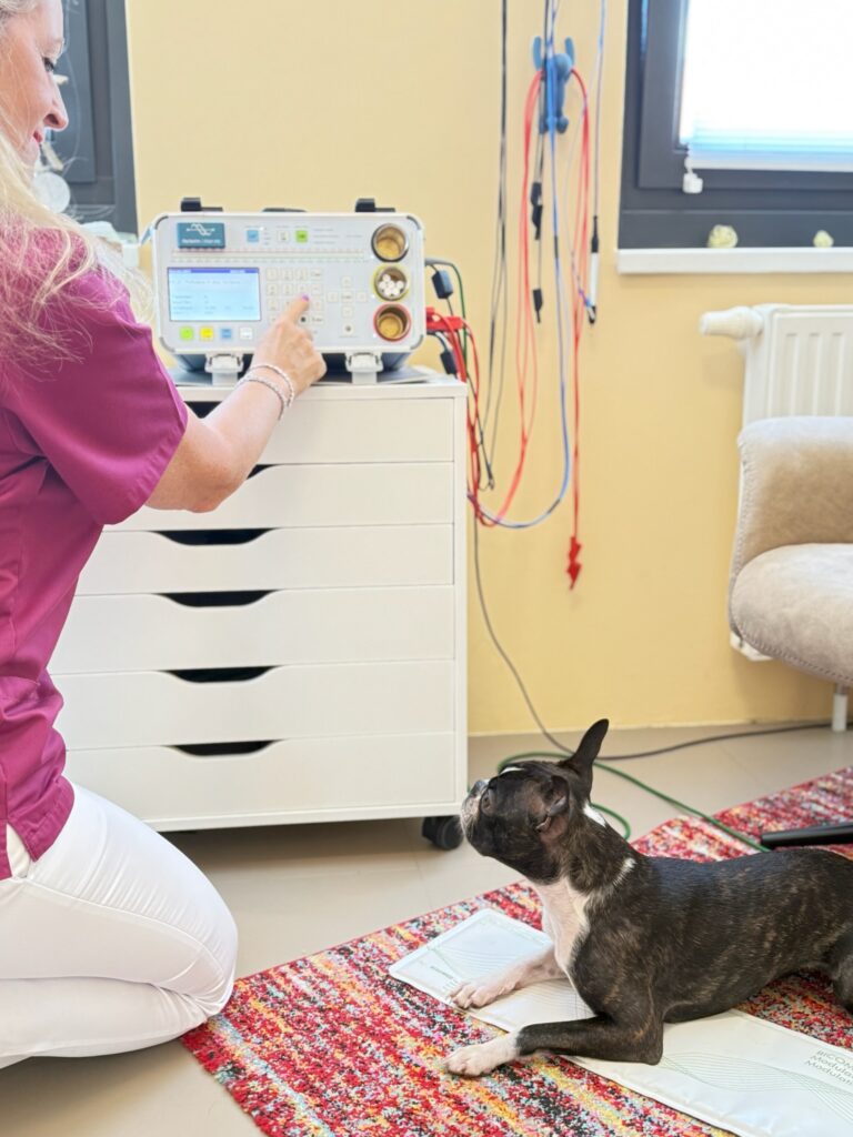 Bioresonanz Ablauf & Frequenzanalyse | Sanfte Tiertherapie mit BICOM ...